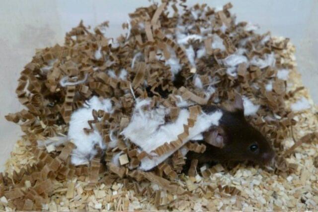 Last van muizen? Zo herken je een muizenplaag! - Pestor