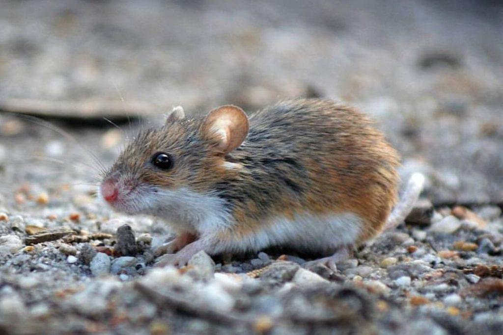 Welke verschillende soorten muizen zijn er? - Pestor