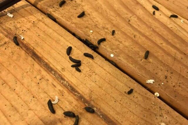 Muizen in huis? Zo vang je ze! - Pestor