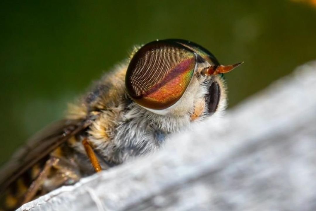 Wat is een steekvlieg? Tips en oplossingen tegen steekvliegen - Pestor