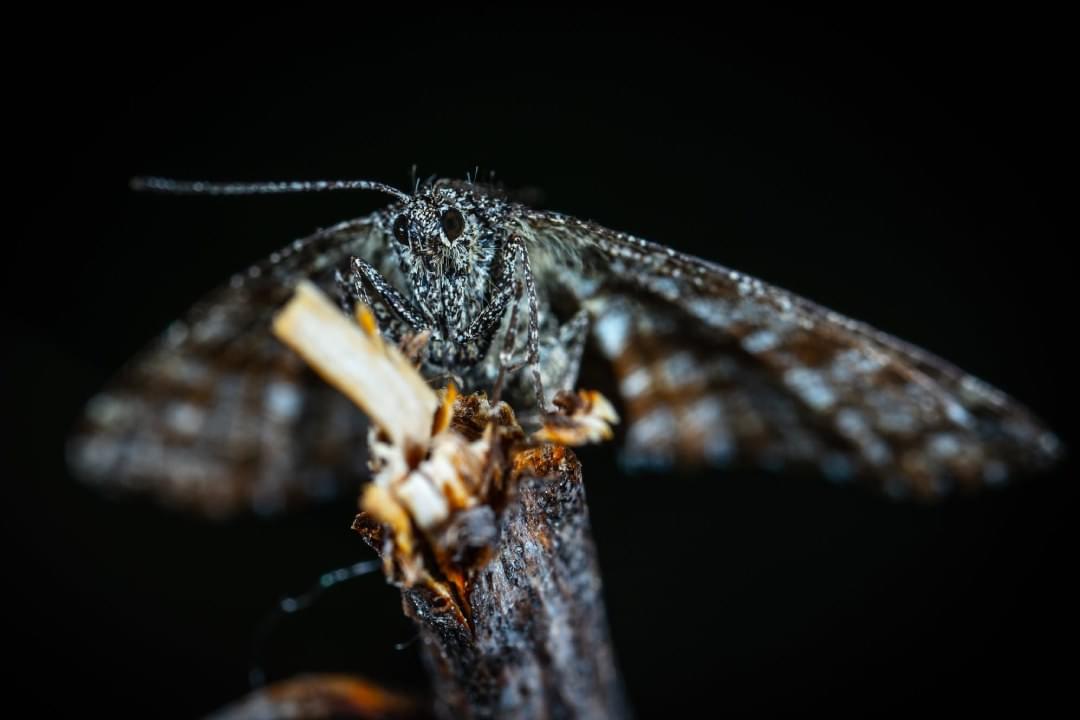 Kun je insecten verjagen met geur? - Pestor