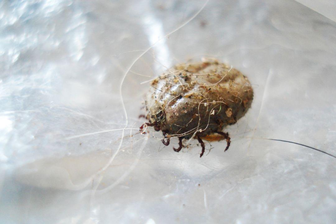 Bloedluis bestrijden? Zo pak je het aan! - Pestor