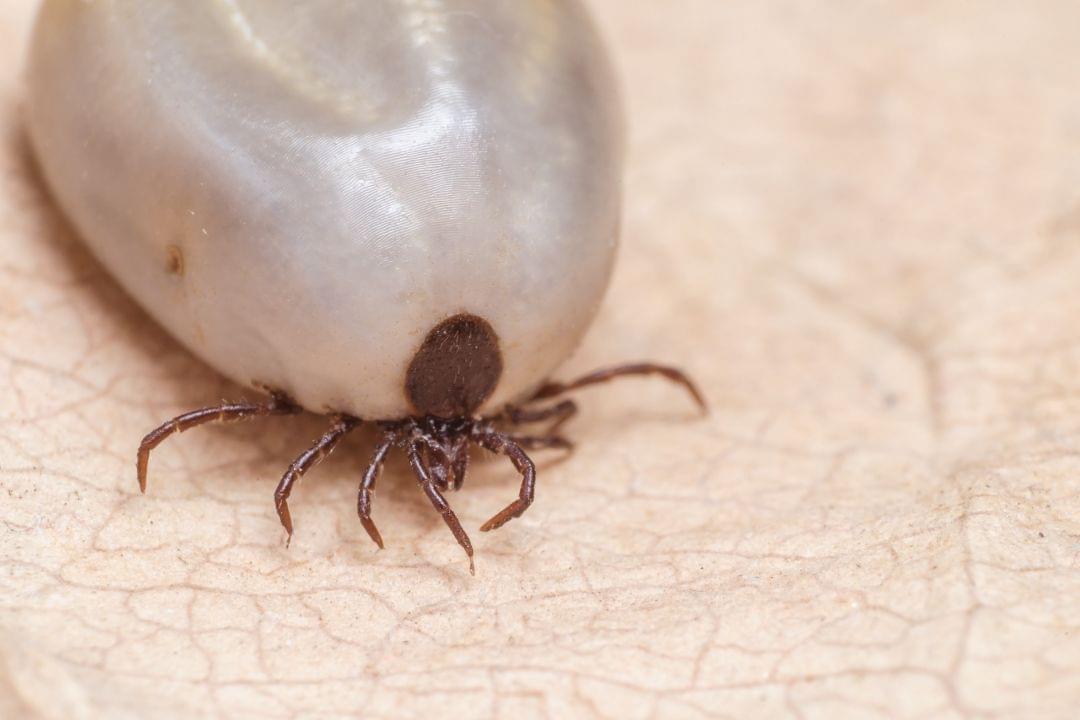 Bloedluis bestrijden? Zo pak je het aan! - Pestor