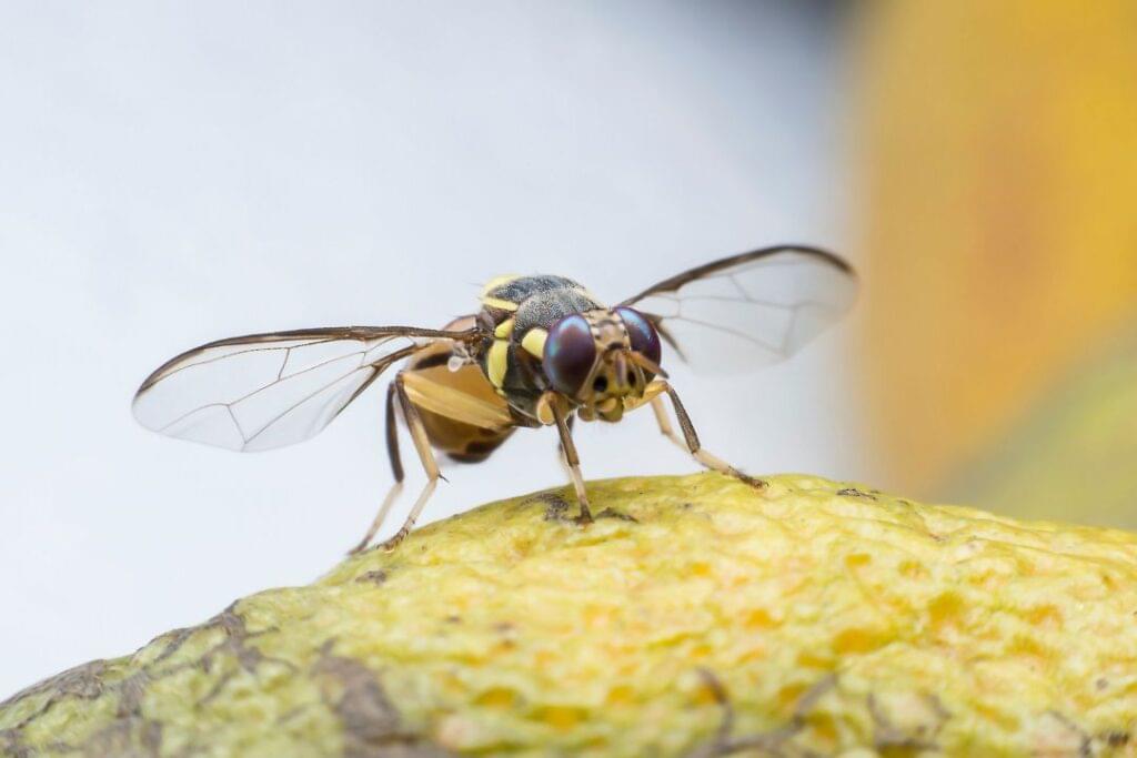 Wat is een steekvlieg? Tips en oplossingen tegen steekvliegen - Pestor