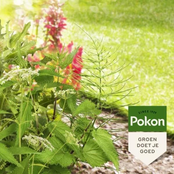Pokon Tegen Hardnekkig Onkruid Weedex Concentraat (1000 ml) - Voor 17 ...