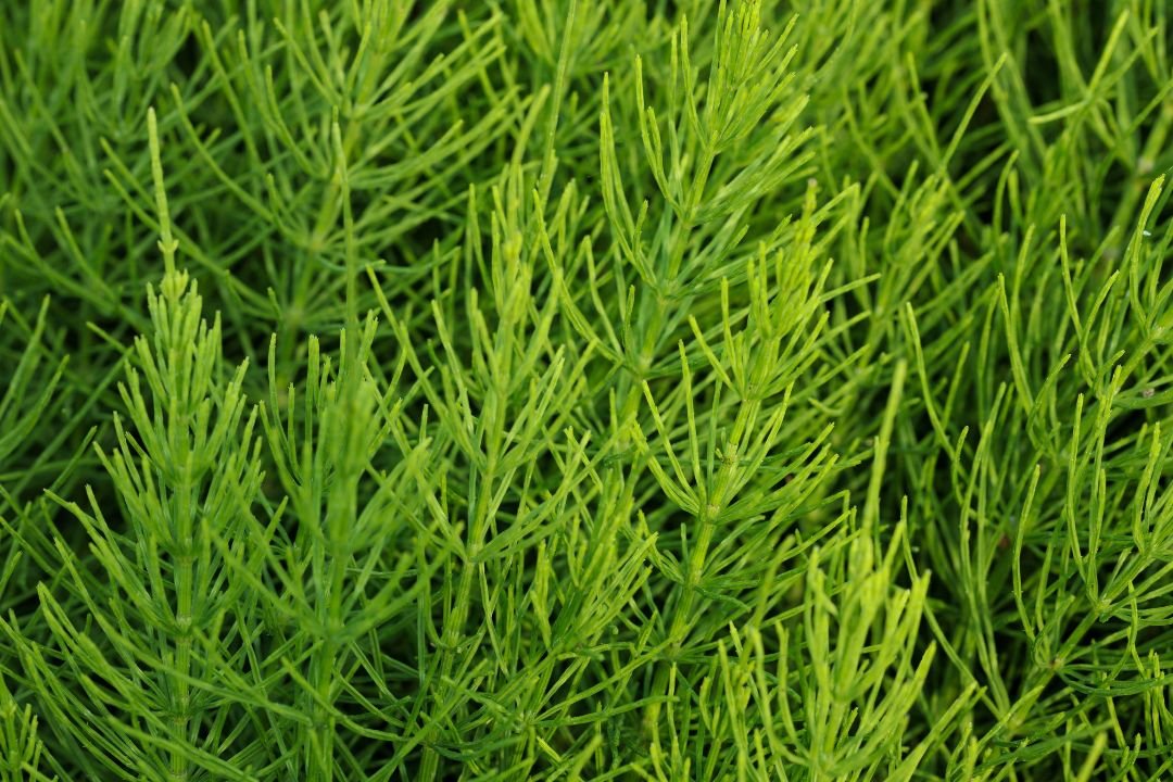 Onkruid herkennen? Zo doe je dat! - Pestor